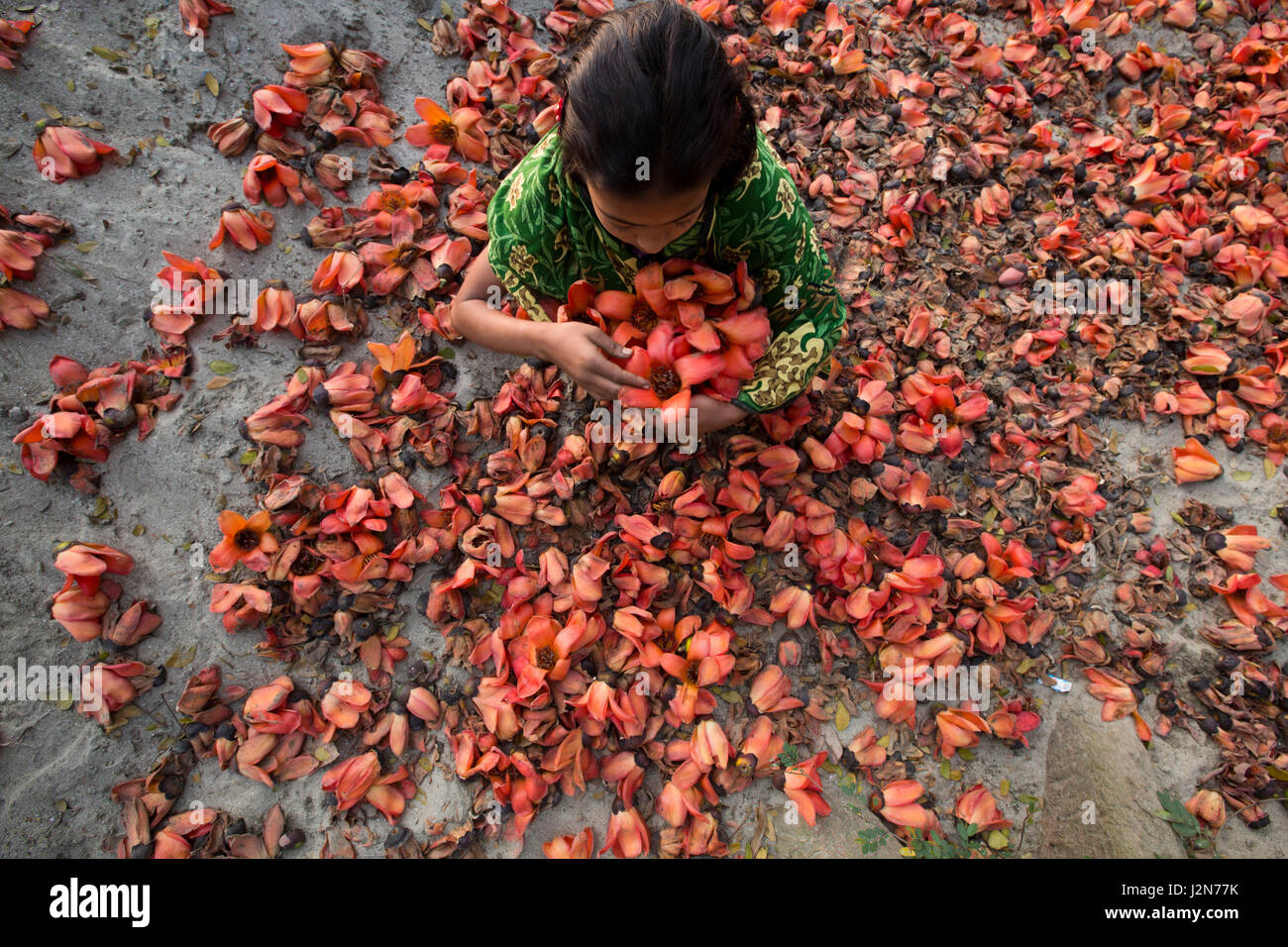 A little girl collects fallen Red Silk Cotton flowers also known as ...