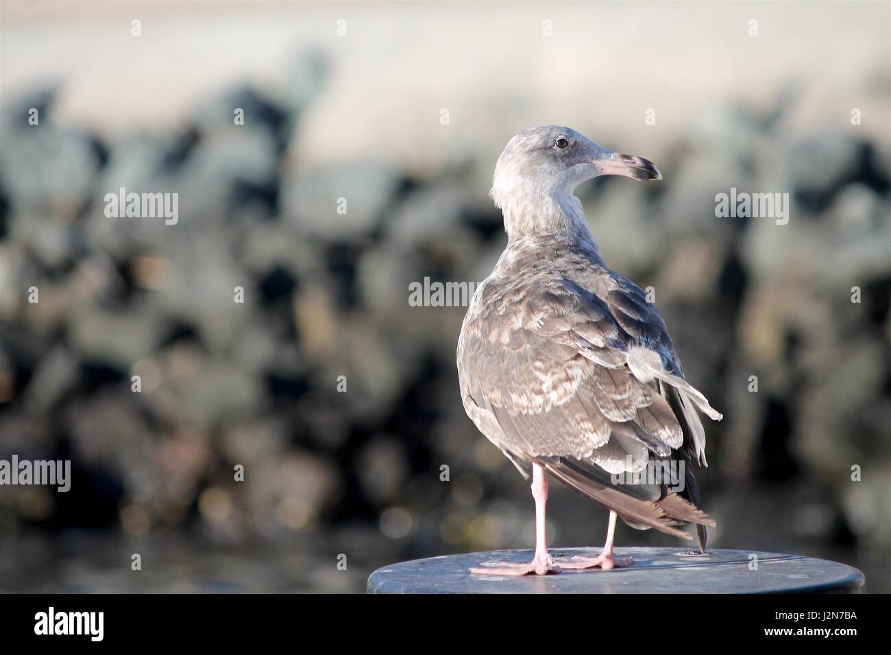 White and Grey Seagull on Rocks Stock Photo - Alamy