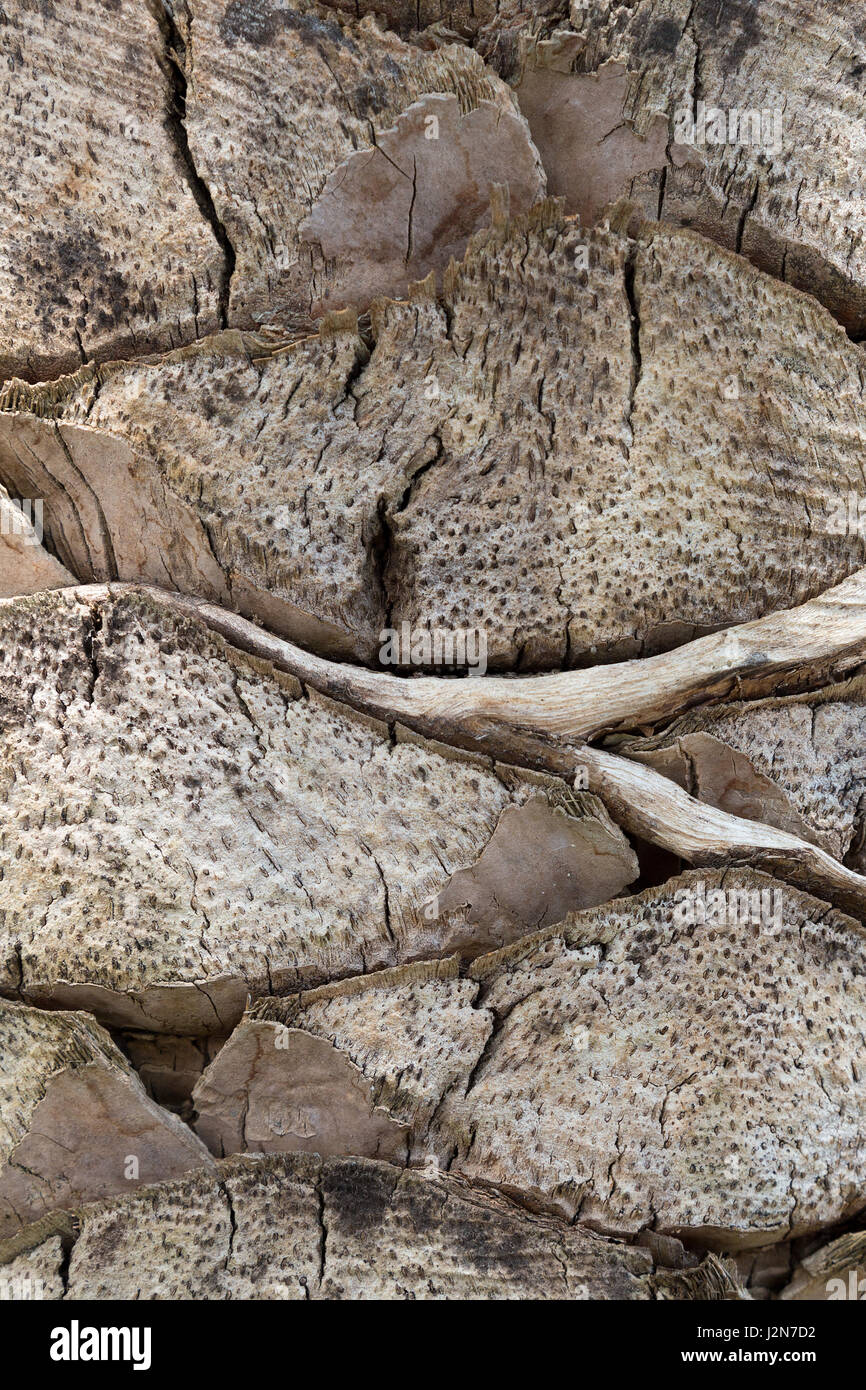 Close up of coconut tree's trunk showing great details and textures ...