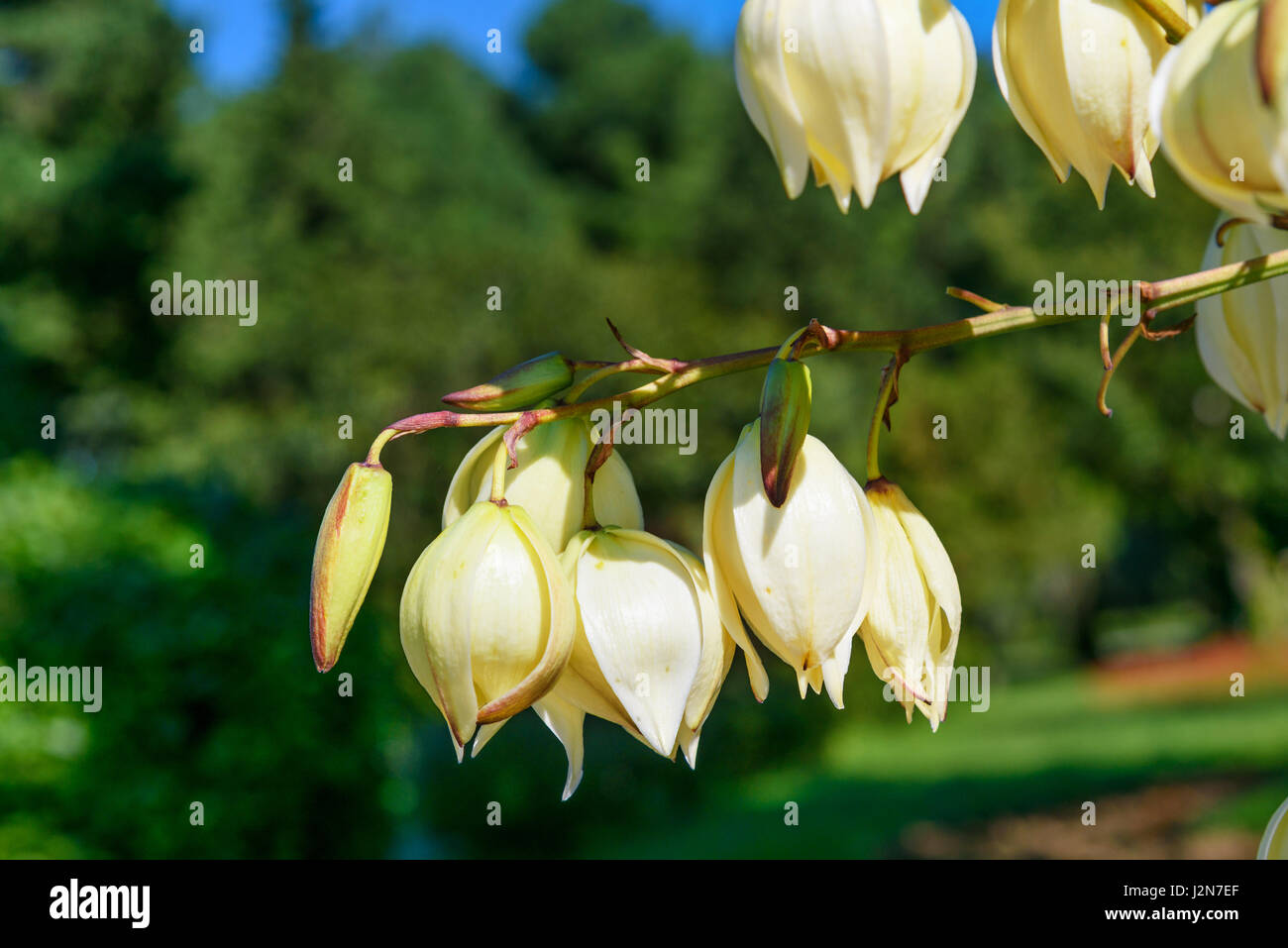 Yucca flower close up hi-res stock photography and images - Alamy