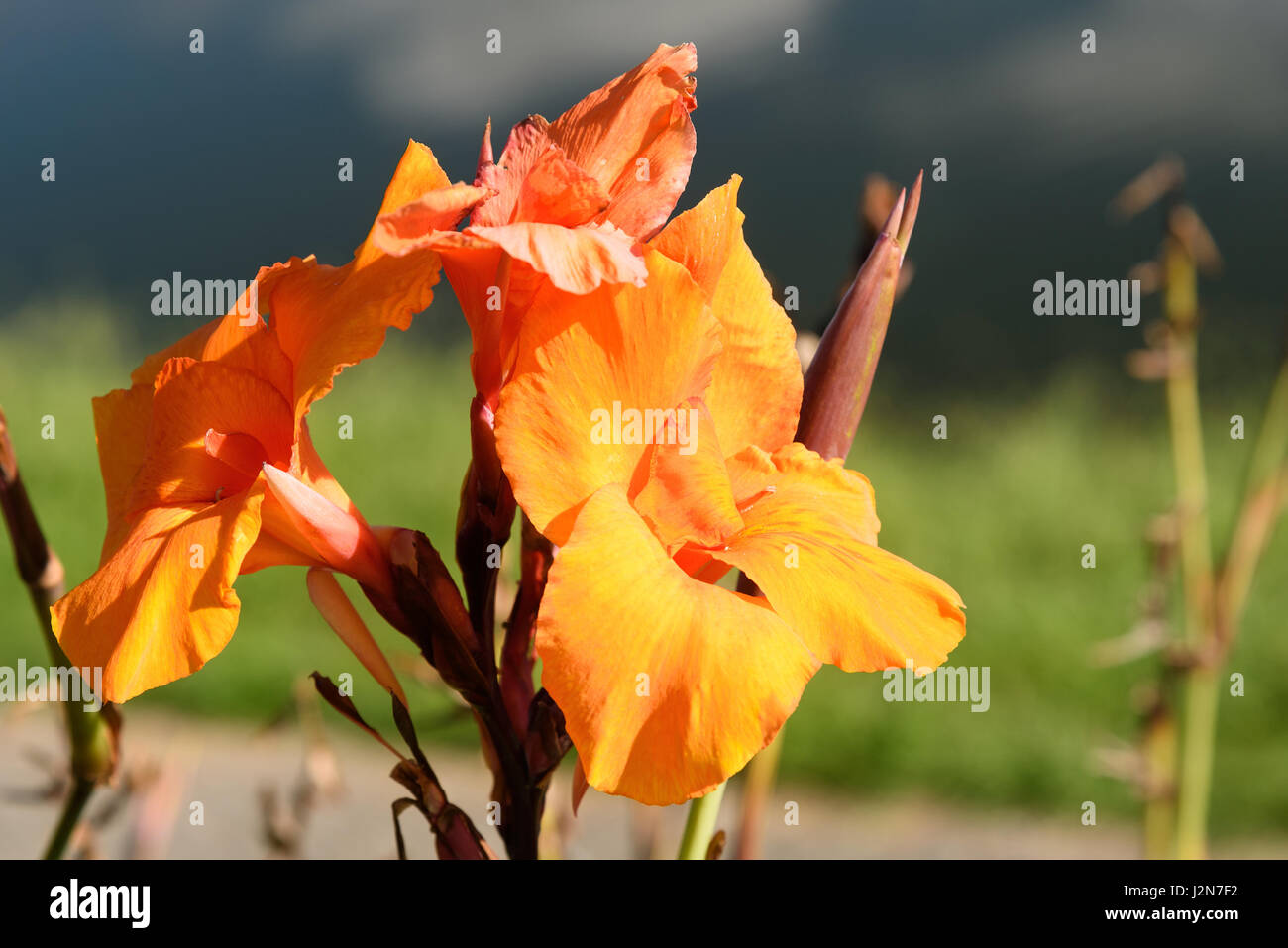 Orange Canna flower in garden on green background Stock Photo - Alamy