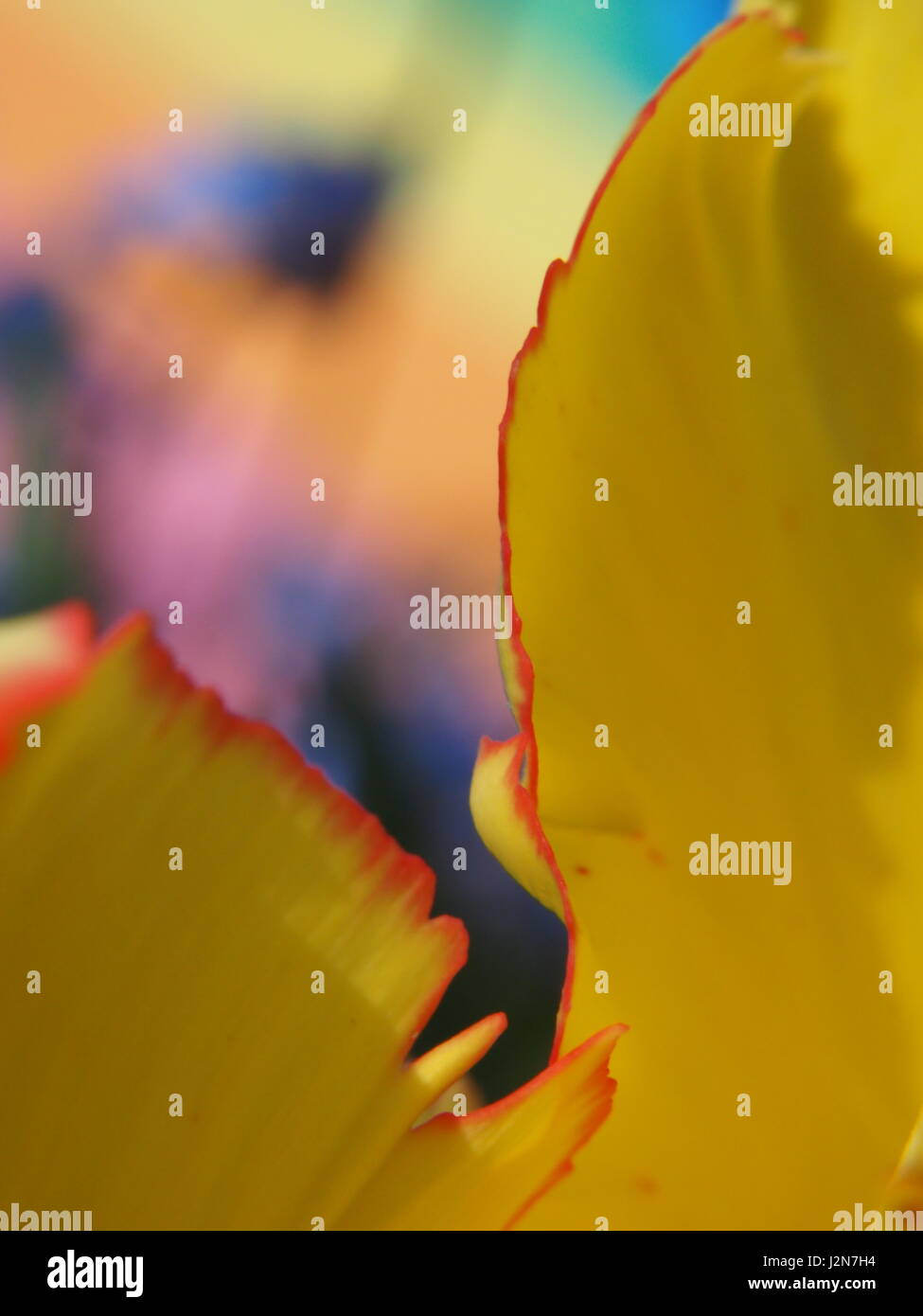 Extreme abstract close up of garden tulip Stock Photo - Alamy