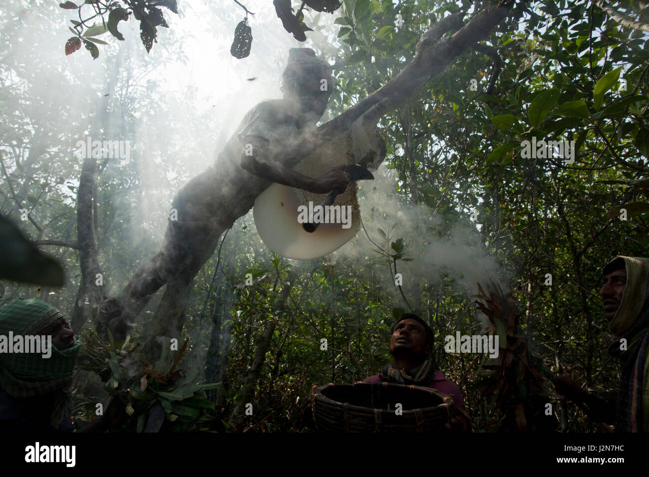 A honey collector locally known as “Mawal” breaks a honeycomb to get ...