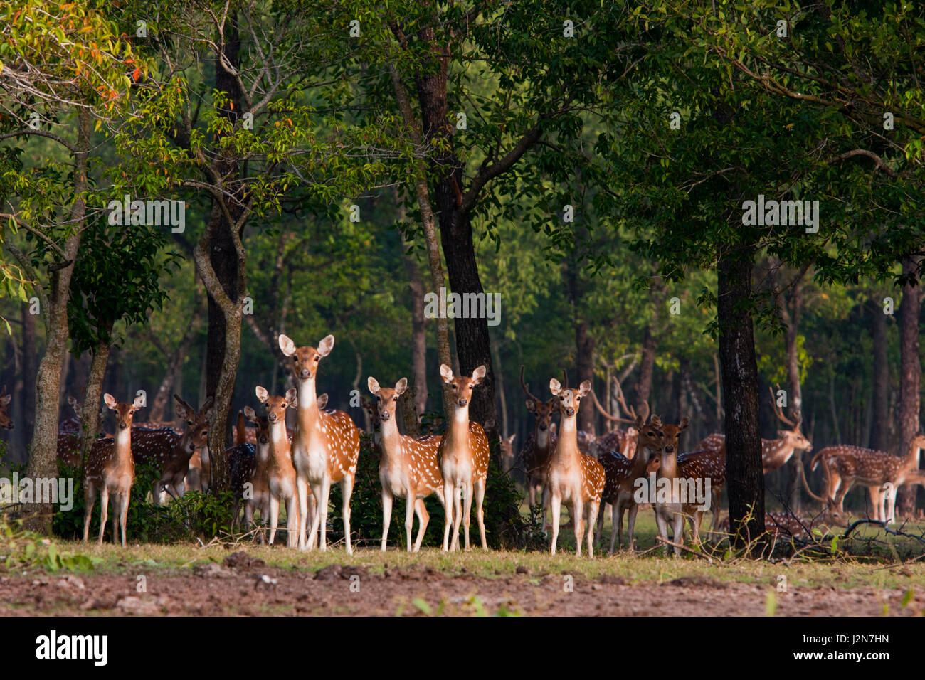 Nijhum Dip High Resolution Stock Photography and Images - Alamy