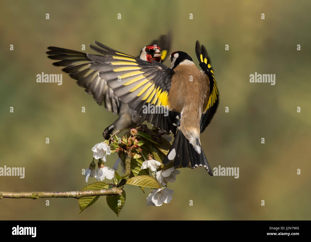 Goldfinches fighting hi-res stock photography and images - Alamy