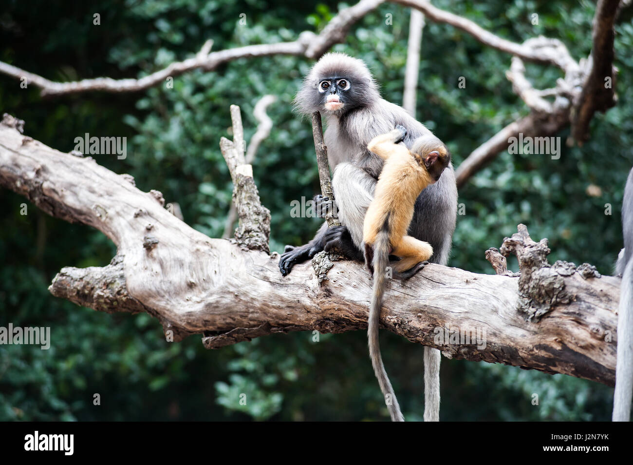 Gold monkey head hi-res stock photography and images - Alamy
