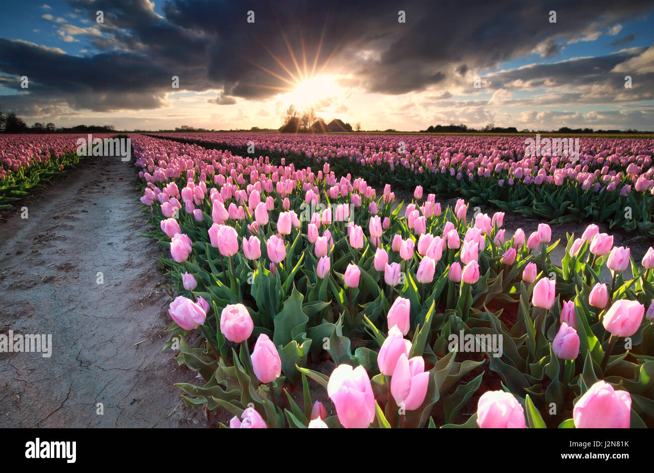 Sunshine over field with pink tulips, Holland Stock Photo - Alamy