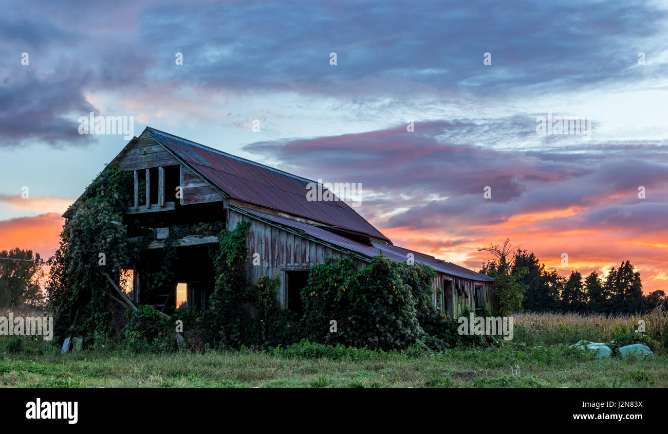 One very old wooden farm shed with weed over growing it Stock Photo - Alamy