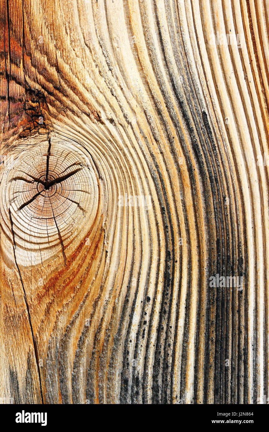 beautiful knotted spruce texture ready for your design Stock Photo - Alamy