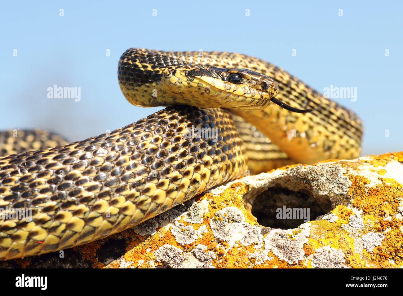 blotched snake ready to attack ( Elaphe sautomates, snake in natural ...