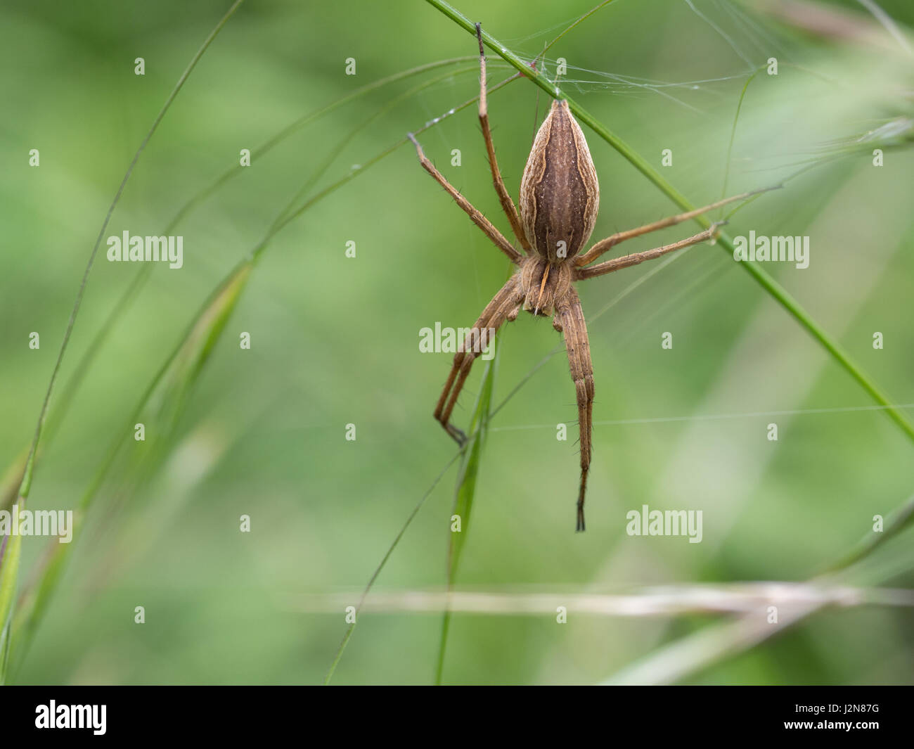 Nursey web spider, Pisaura mirabilis Stock Photo - Alamy