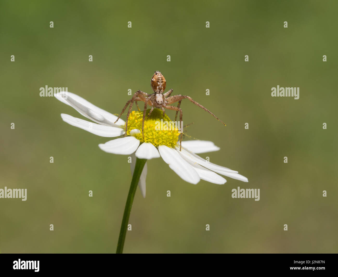 Aureolus High Resolution Stock Photography and Images - Alamy
