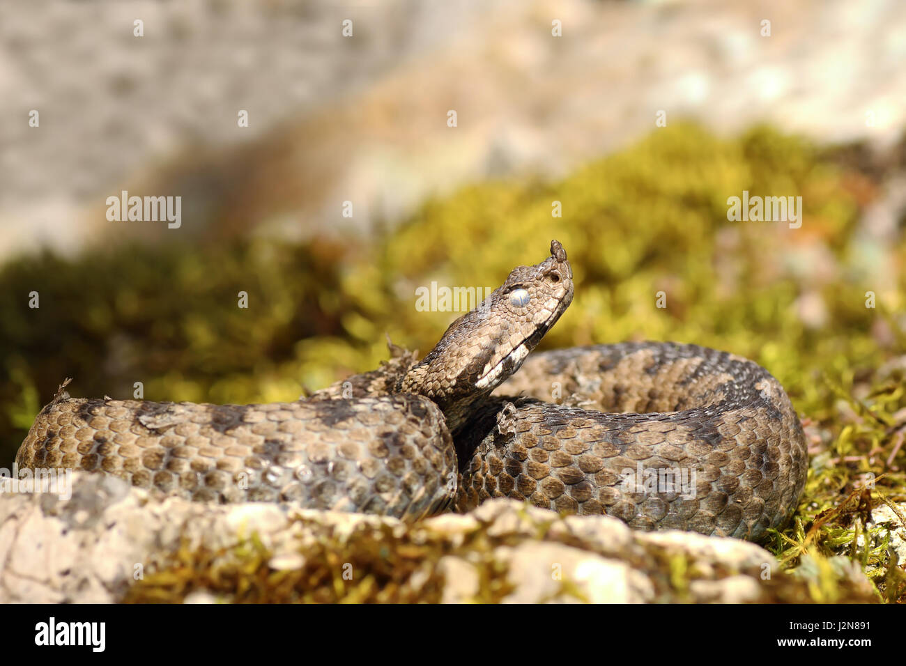 close up of nose horned viper hatched from hibernation in march ...