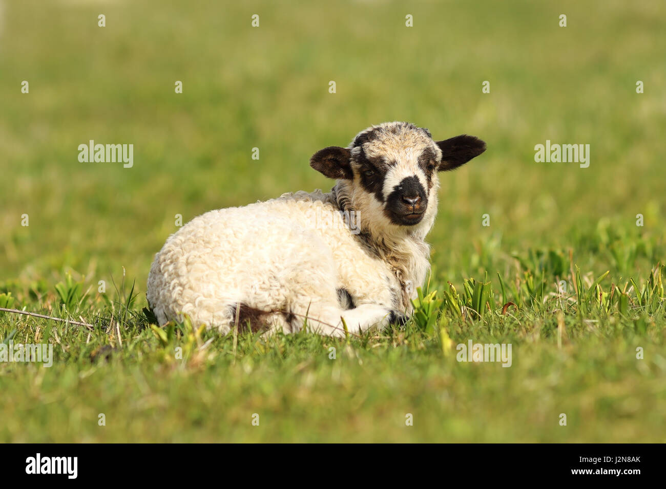 Mottled lamb hi-res stock photography and images - Alamy