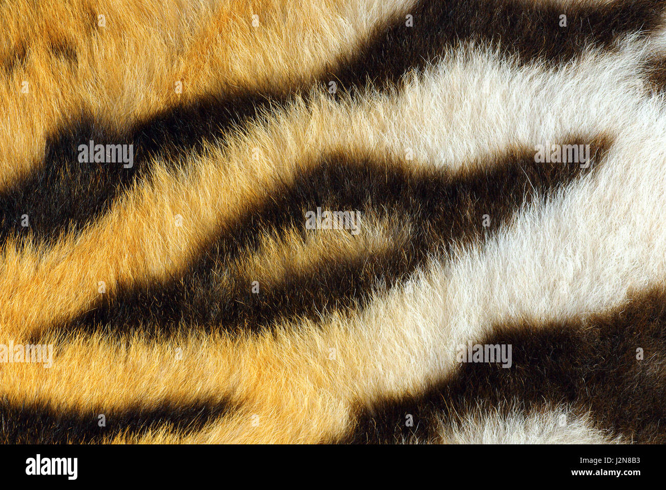 detail of beautiful black stripes on tiger pelt, real animal fur ...
