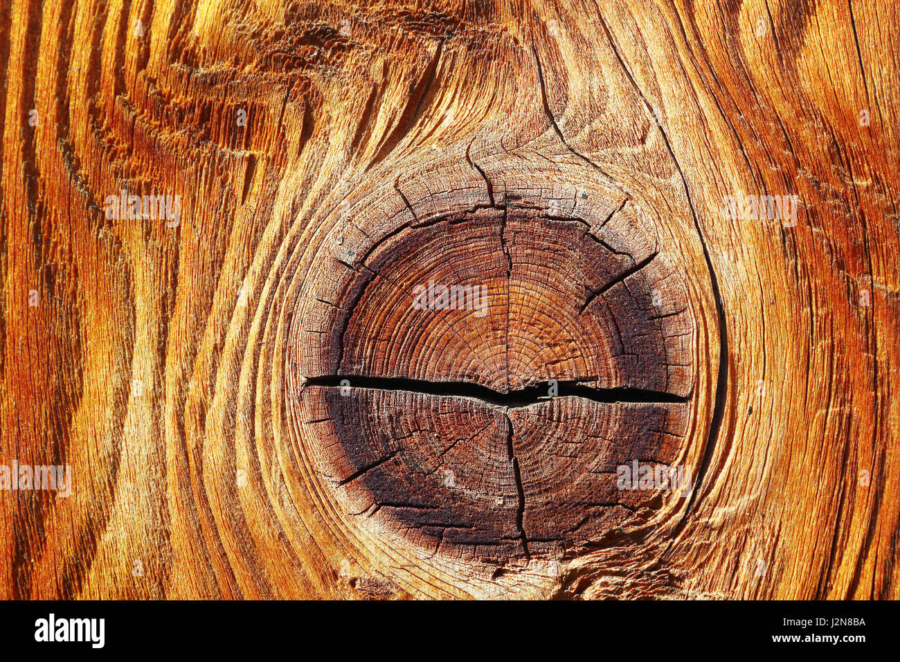 detail of beautiful knot on spruce wood plank ready for your design ...