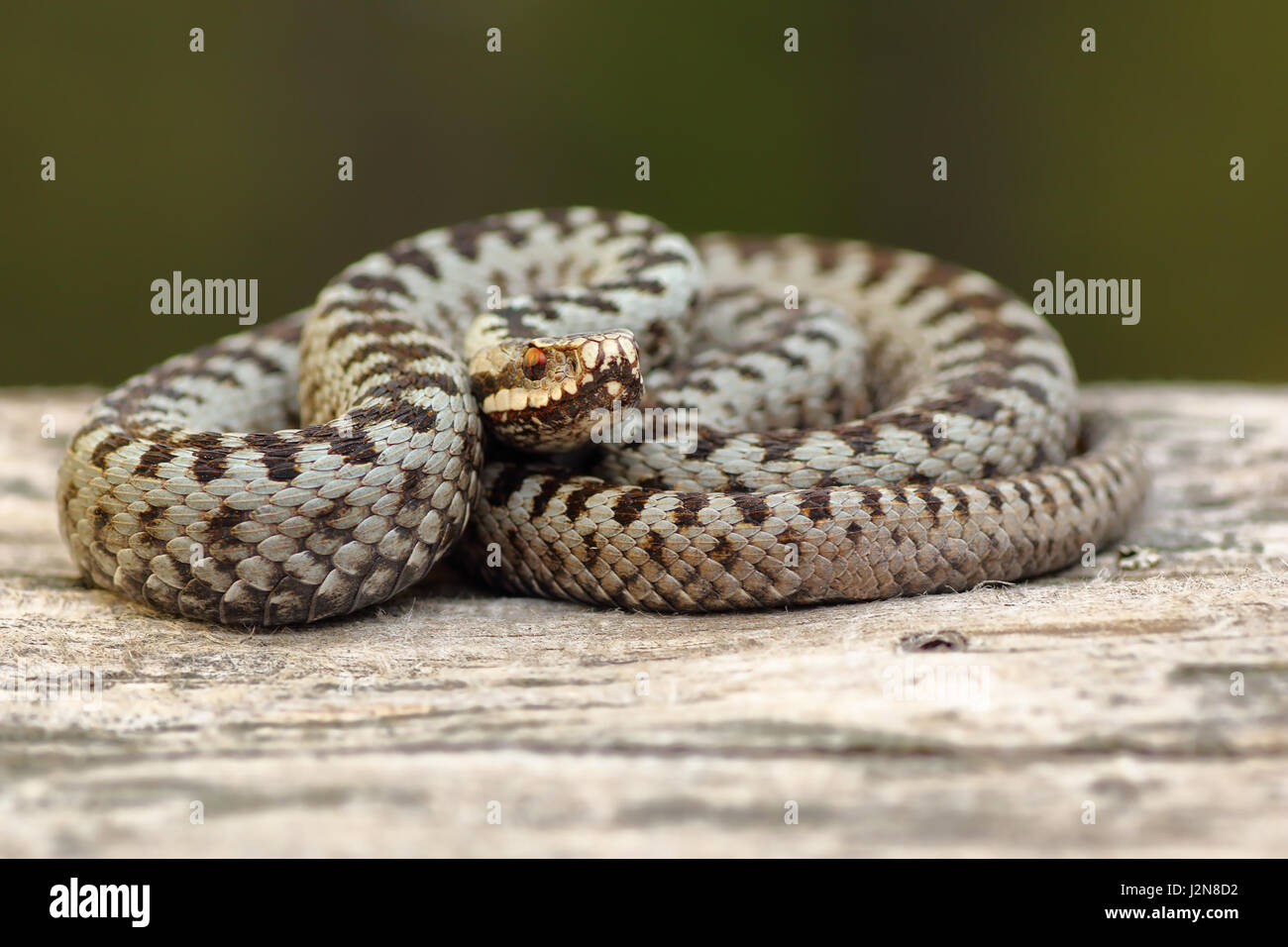 european crossed adder basking on wood stump ( Vipera berus, a venomous ...