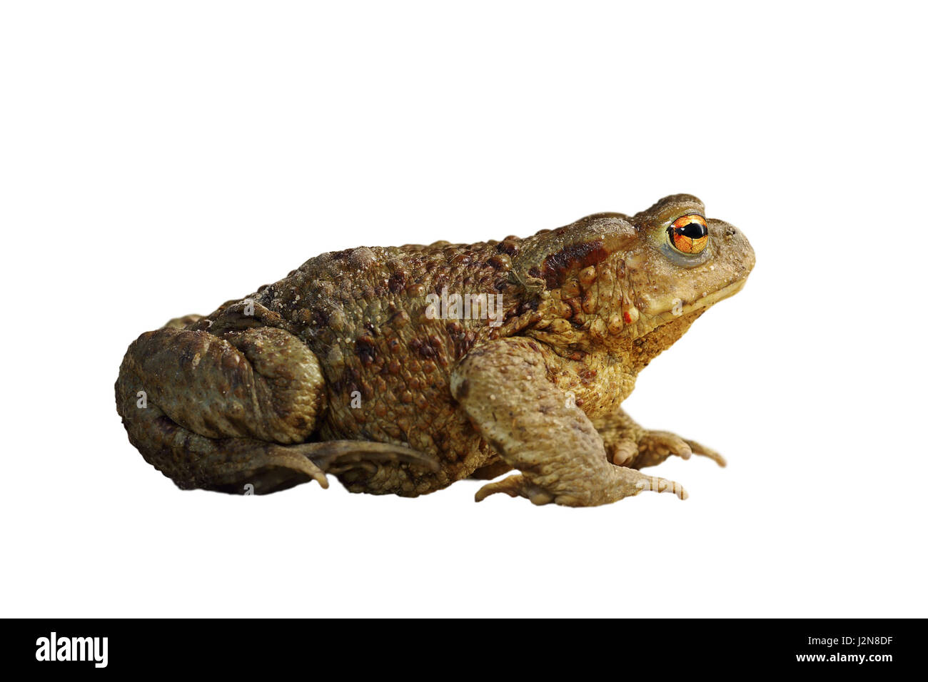 common brown toad isolated over white ( Bufo ), full length animal ...
