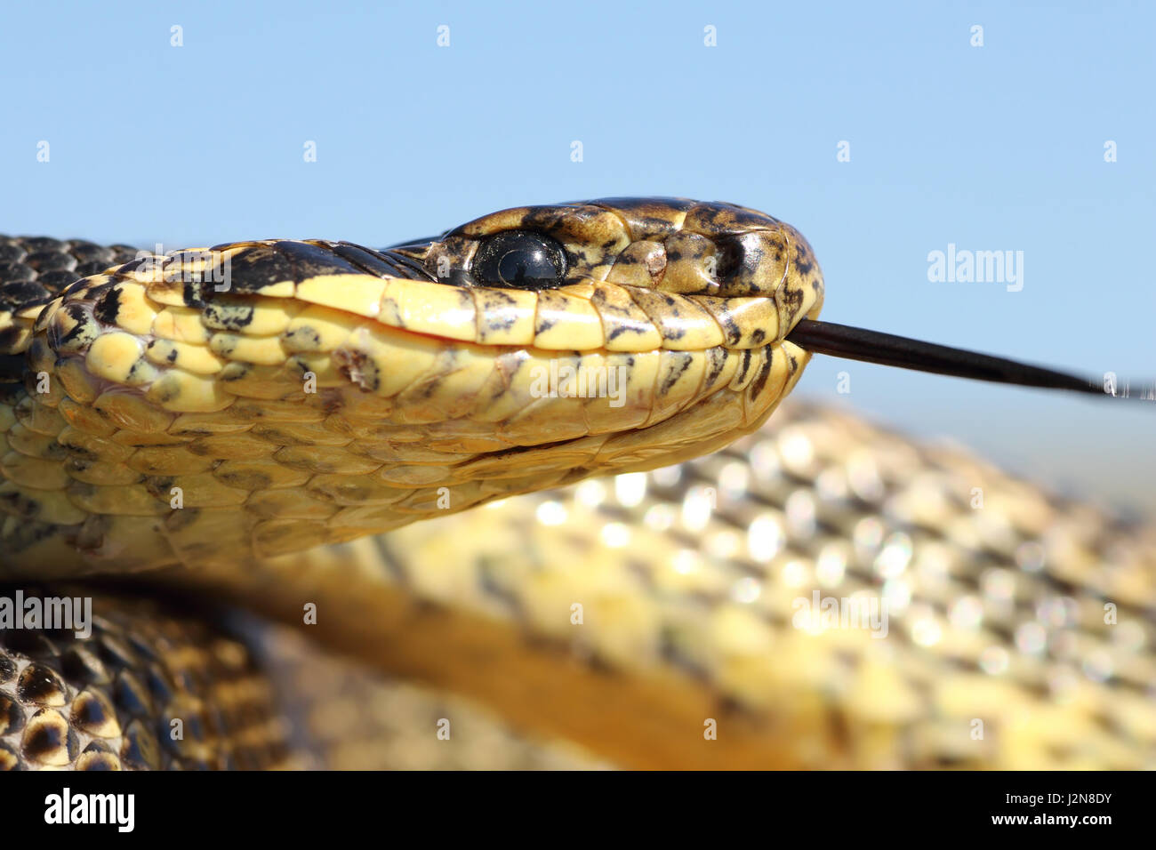 Dangerous snakes of europe hi-res stock photography and images - Alamy