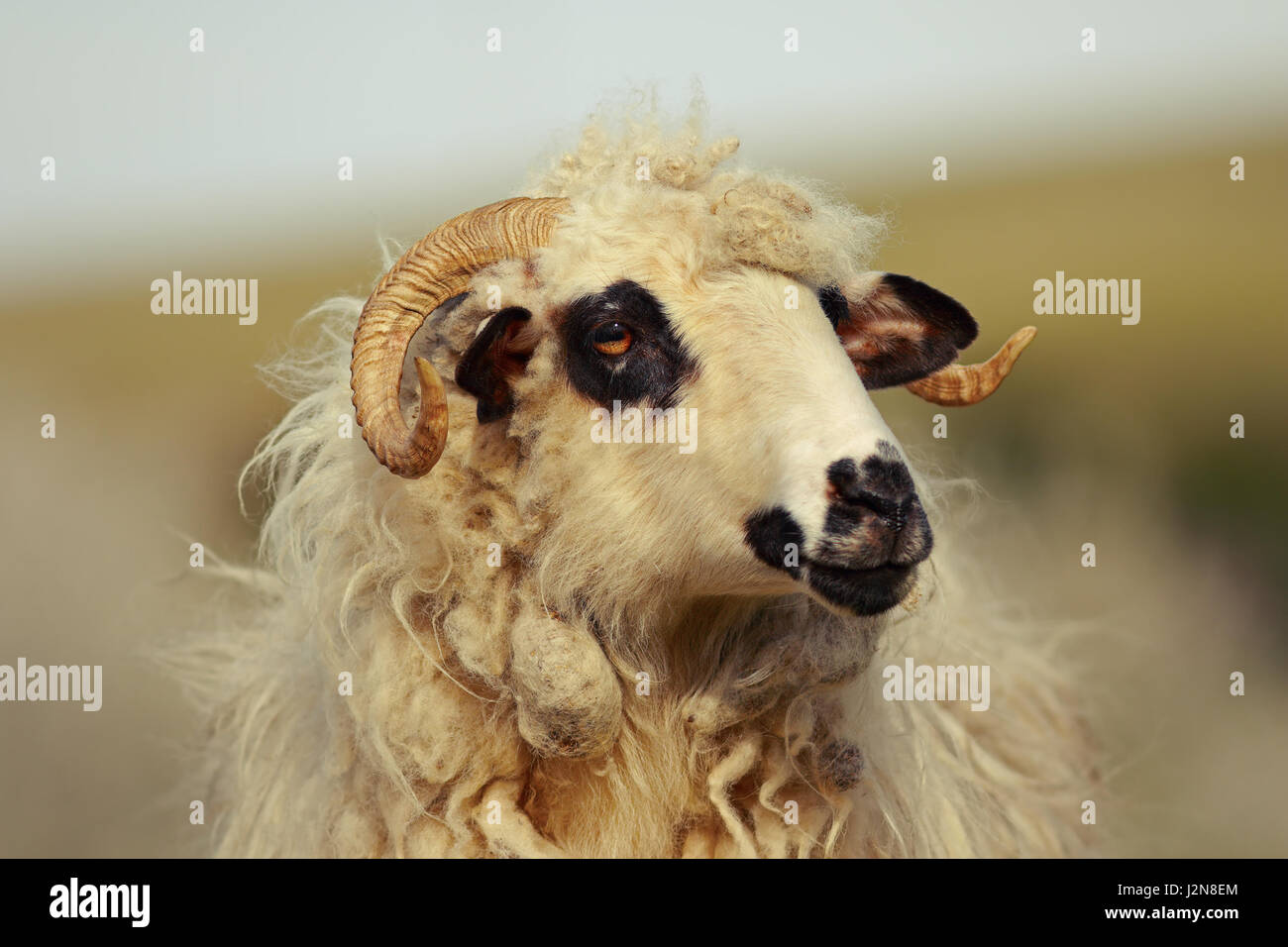 portrait of big domestic ram at the farm Stock Photo - Alamy