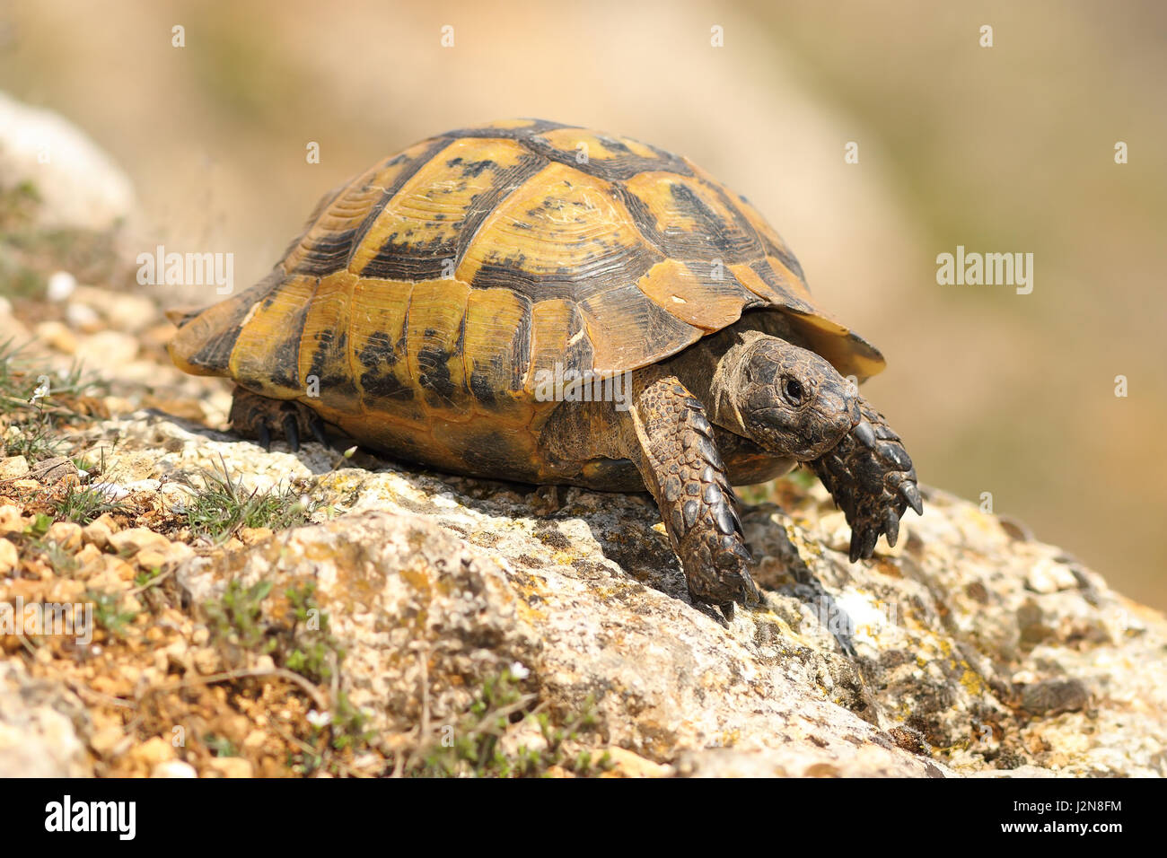 Testudo graeca on a rock in a spring sunny day ( spur thighed tortoise ...
