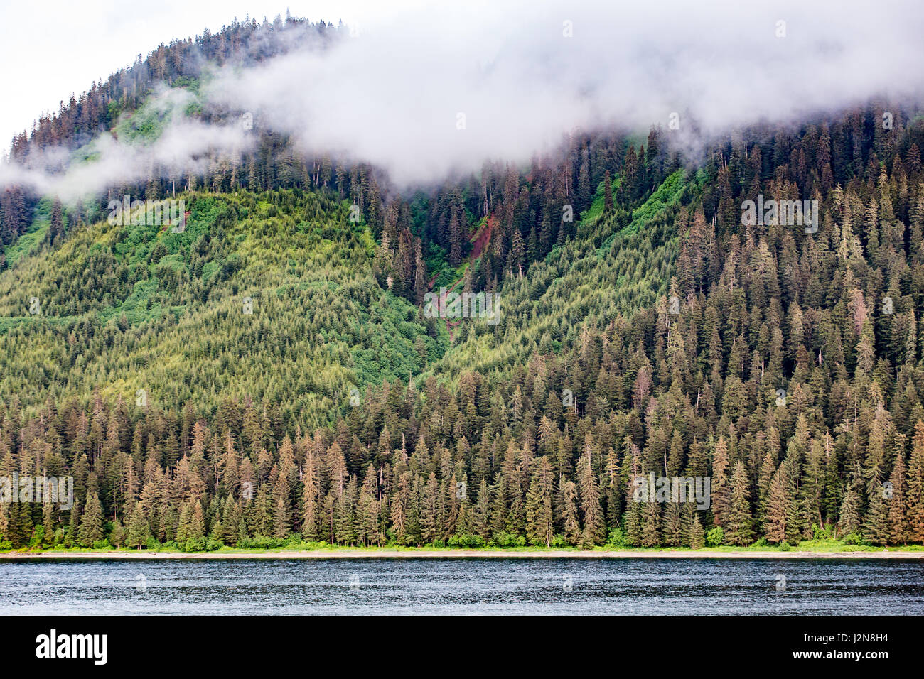 Evergreen covered trees in the mist in Alaska Stock Photo - Alamy