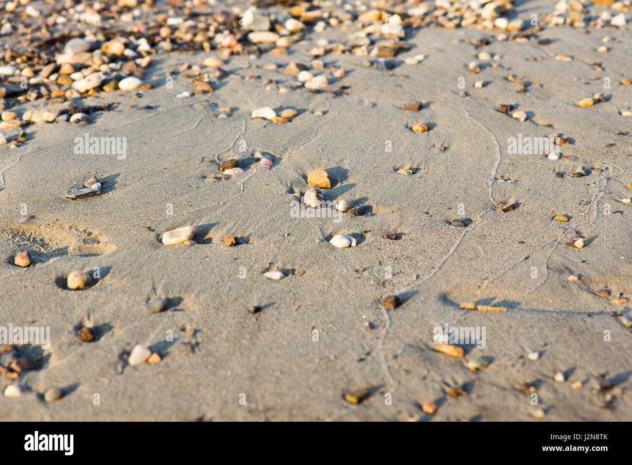 Shells in the sand on the beach, close-up, in the Lena river Stock ...