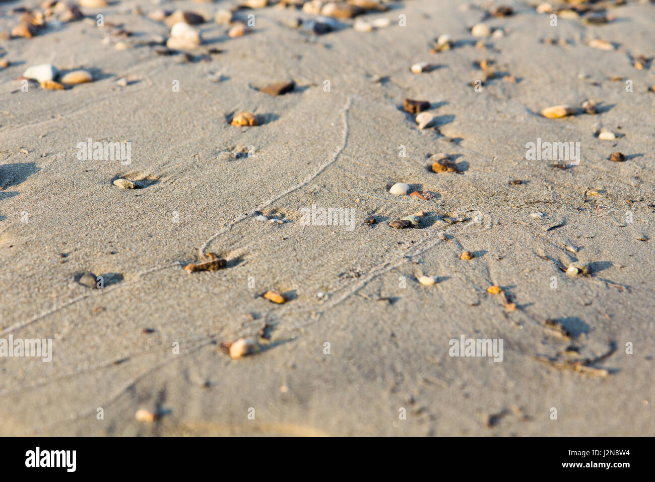 Shells in the sand on the beach, close-up, in the Lena river Stock ...