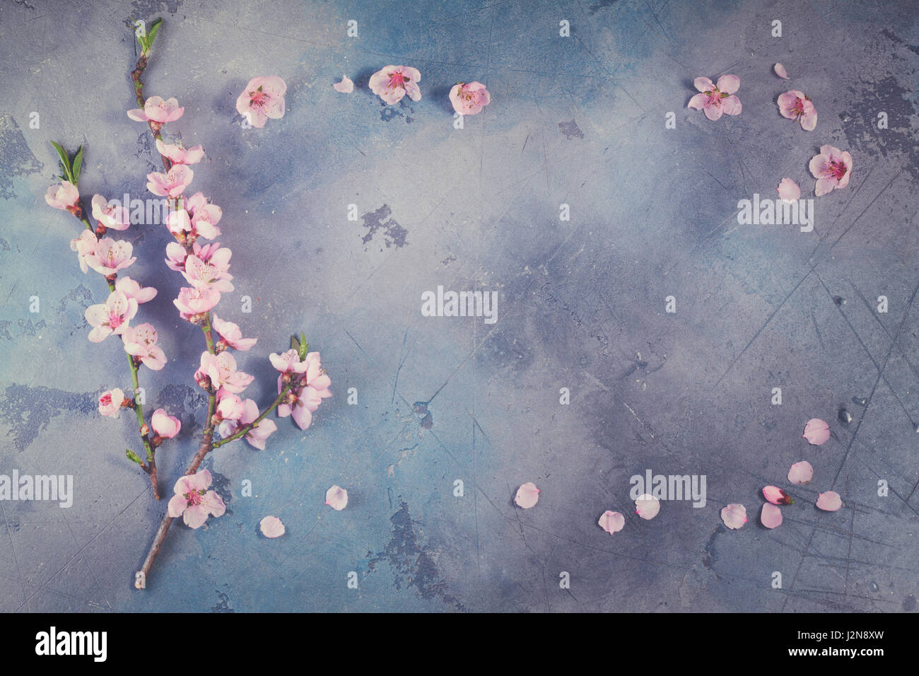pink cherry blossom frame on gray and blue background, retro toned ...