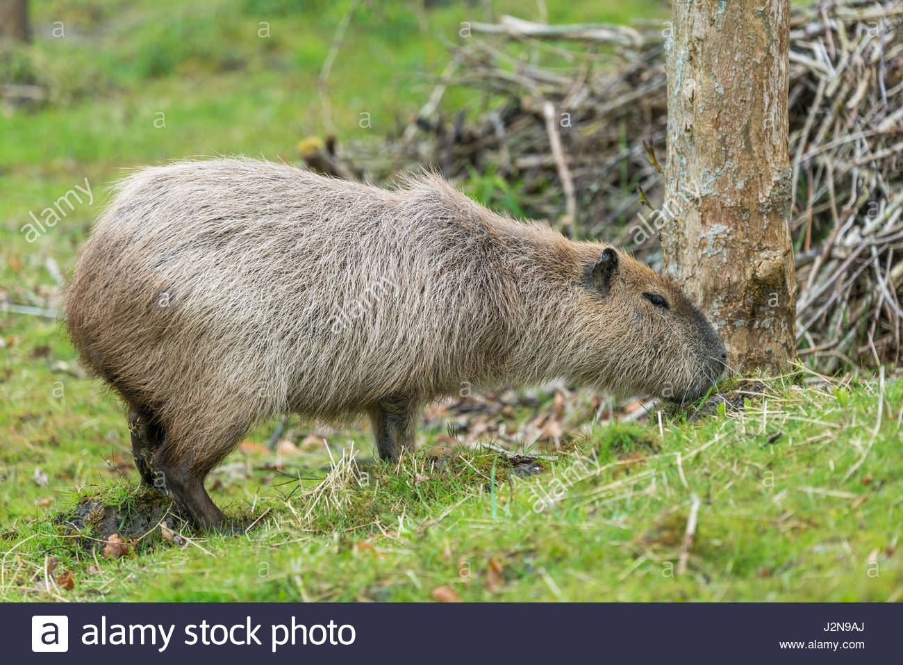 Capibara Stock Photos & Capibara Stock Images - Alamy