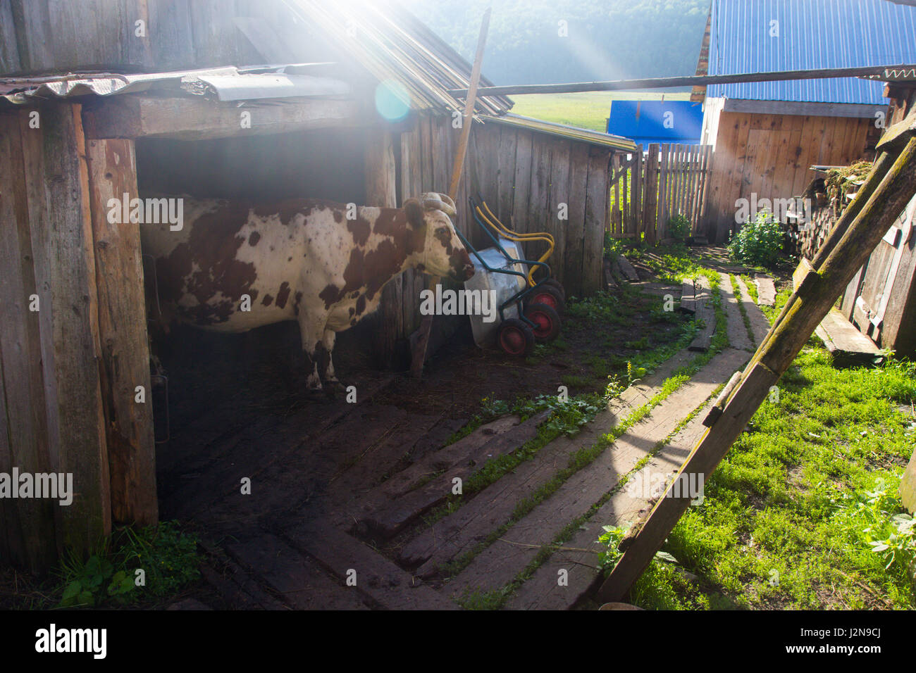 a cow in a wooden house Stock Photo - Alamy