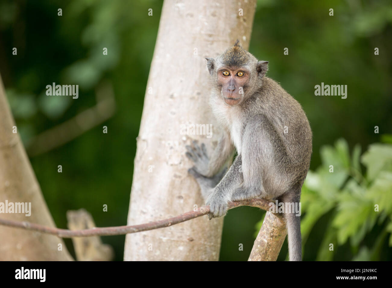 Grey monkey hi-res stock photography and images - Alamy