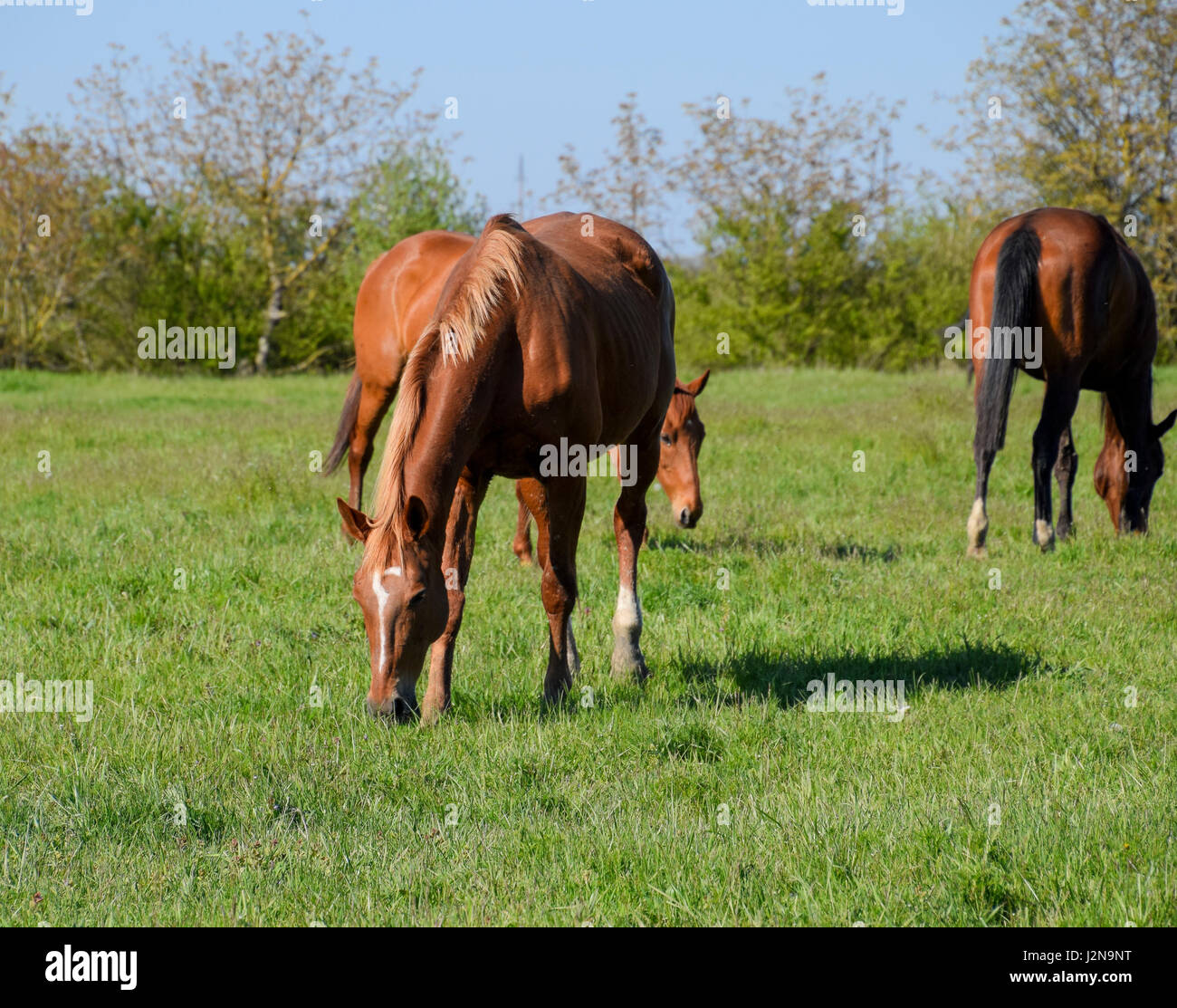 Horses graze in the pasture. Paddock horses on a horse farm. Walking ...