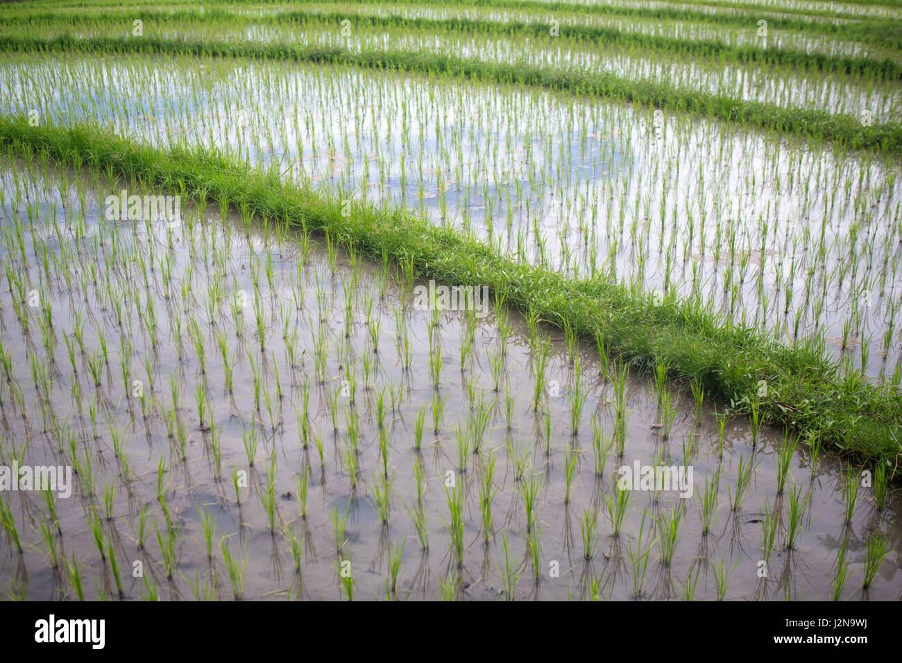 Terraced rice field in season Stock Photo - Alamy