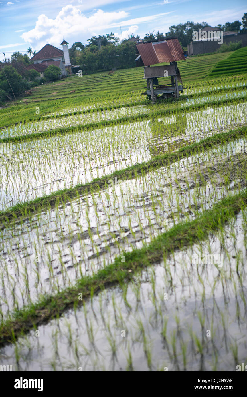 Terrace rice field over the mountain in Asia Stock Photo - Alamy