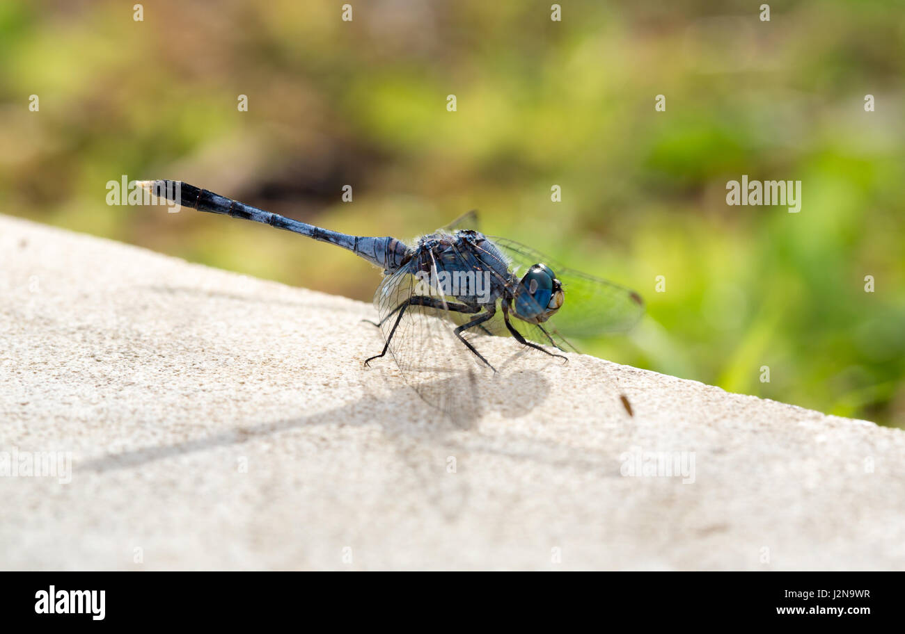 blue dragonfly close up Stock Photo - Alamy
