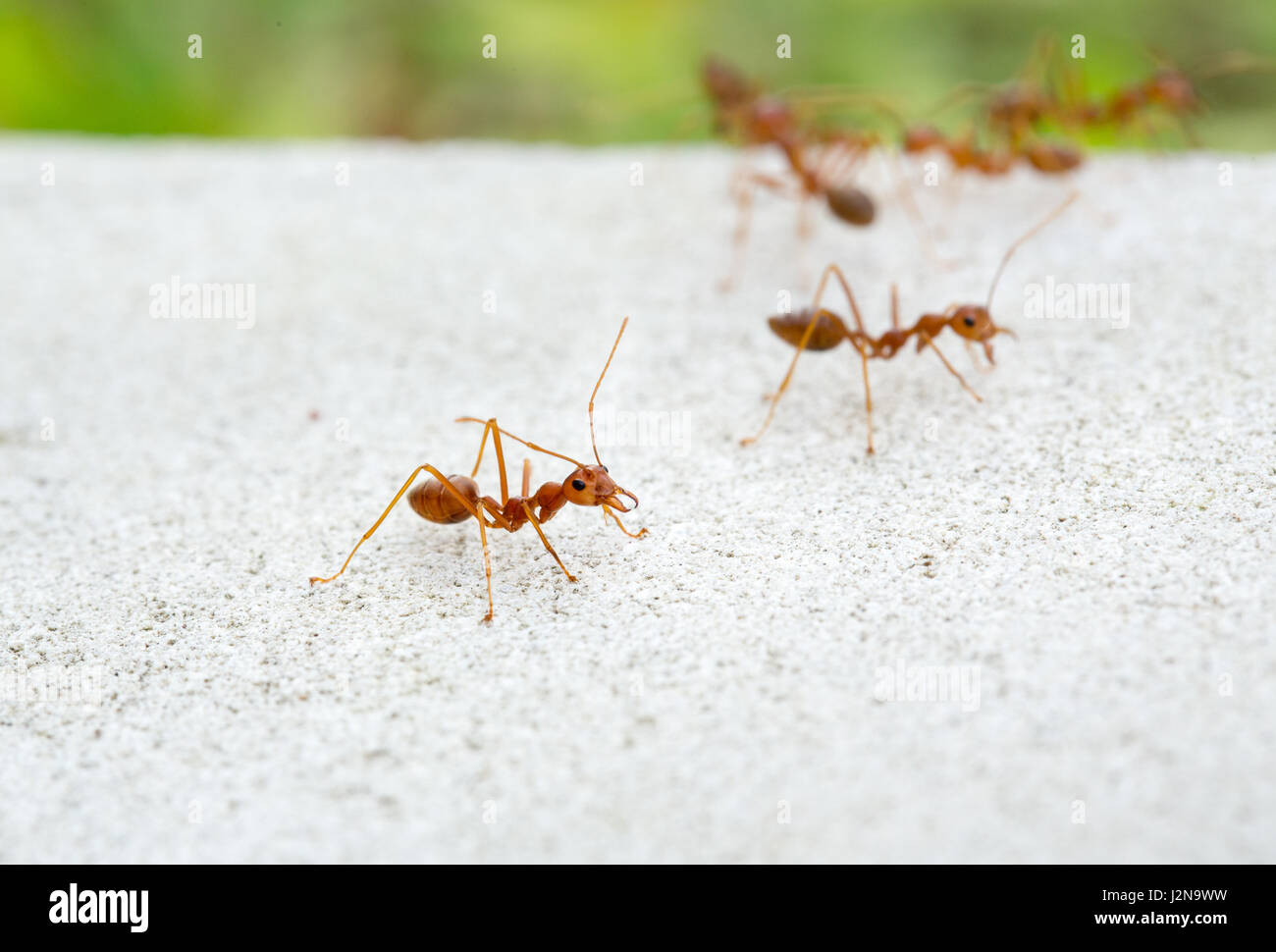 red ants on the ground close-up Stock Photo - Alamy