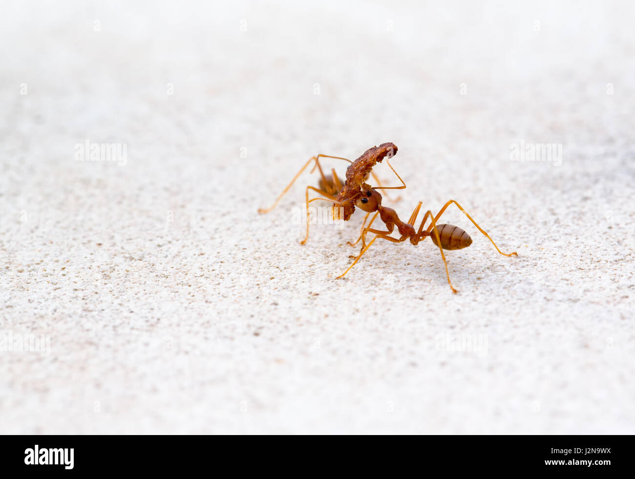 Lifting leg animal hi-res stock photography and images - Alamy