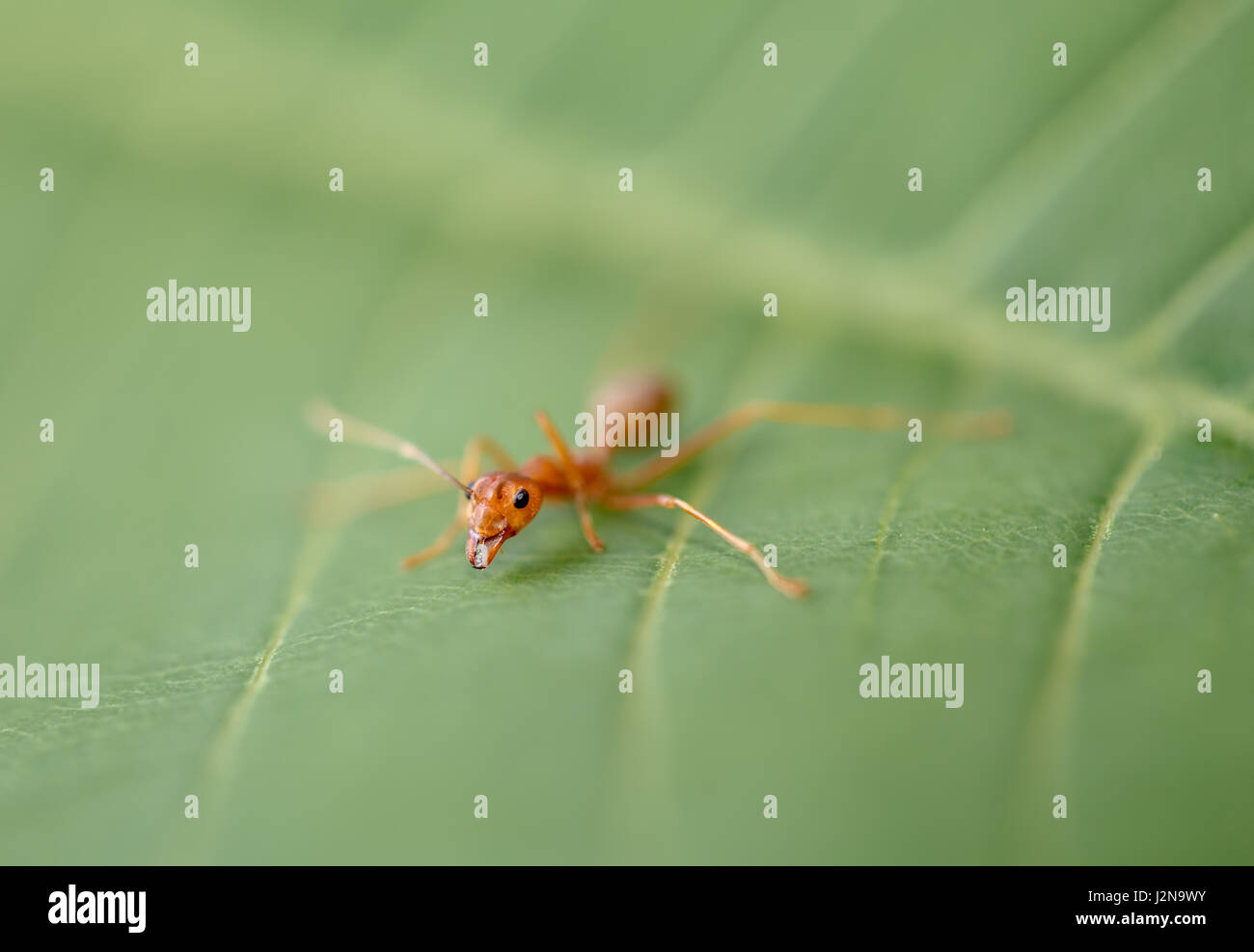 ant on green leaf in nature Stock Photo - Alamy