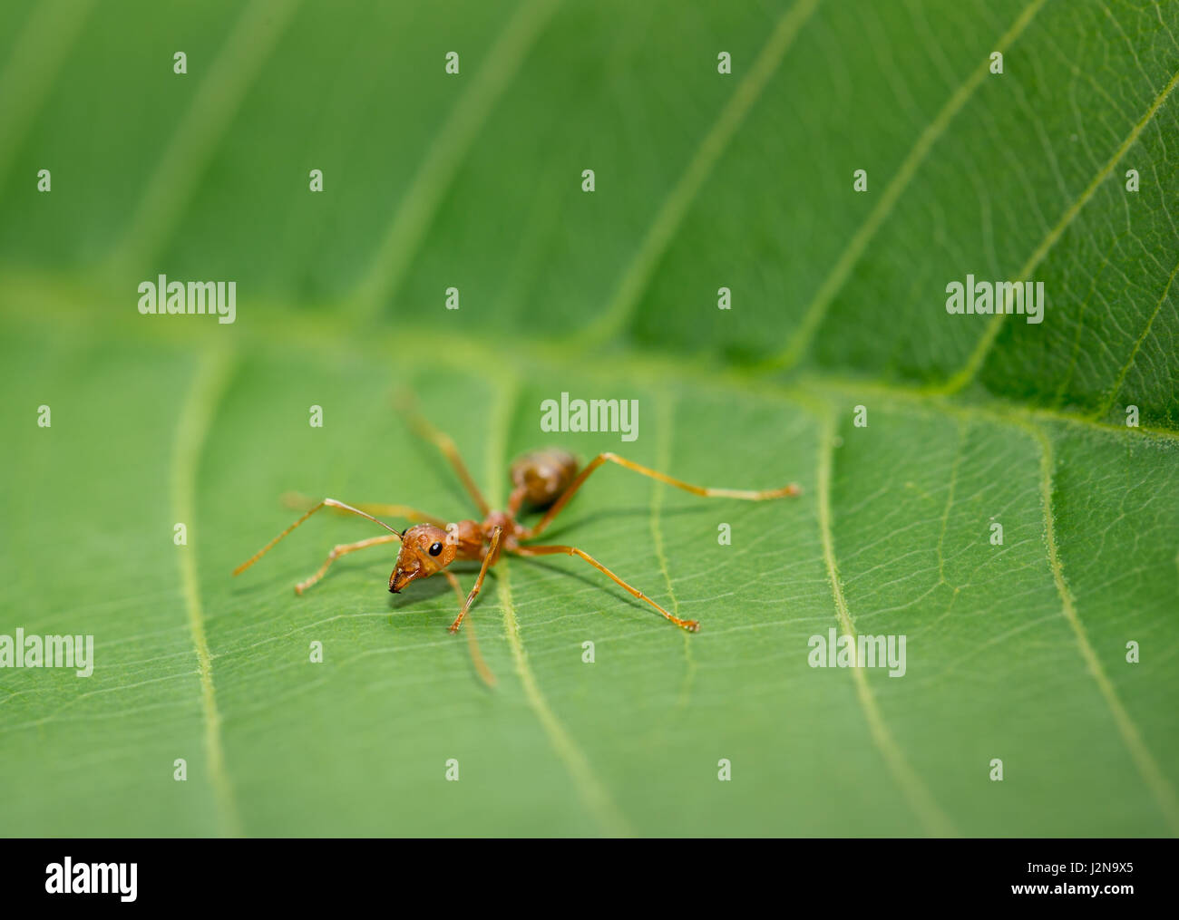 dangerous red ant in nature Stock Photo - Alamy