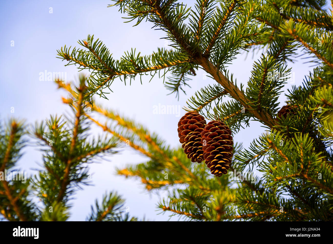 Macro view of spruce tree with cones on sky background. Spruce branches ...