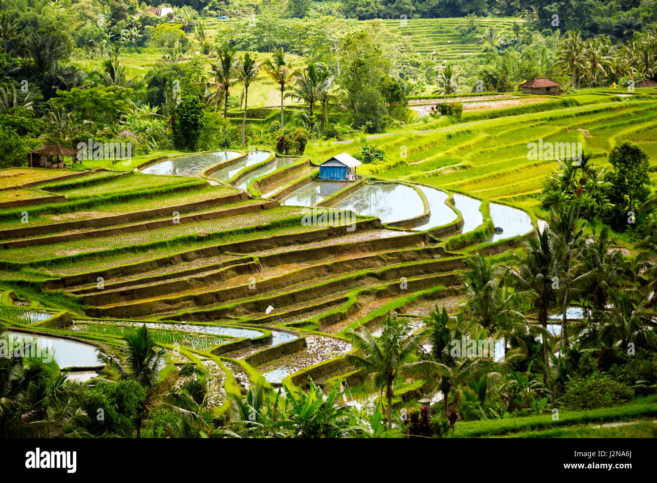 Rice terraces in Bali Stock Photo - Alamy