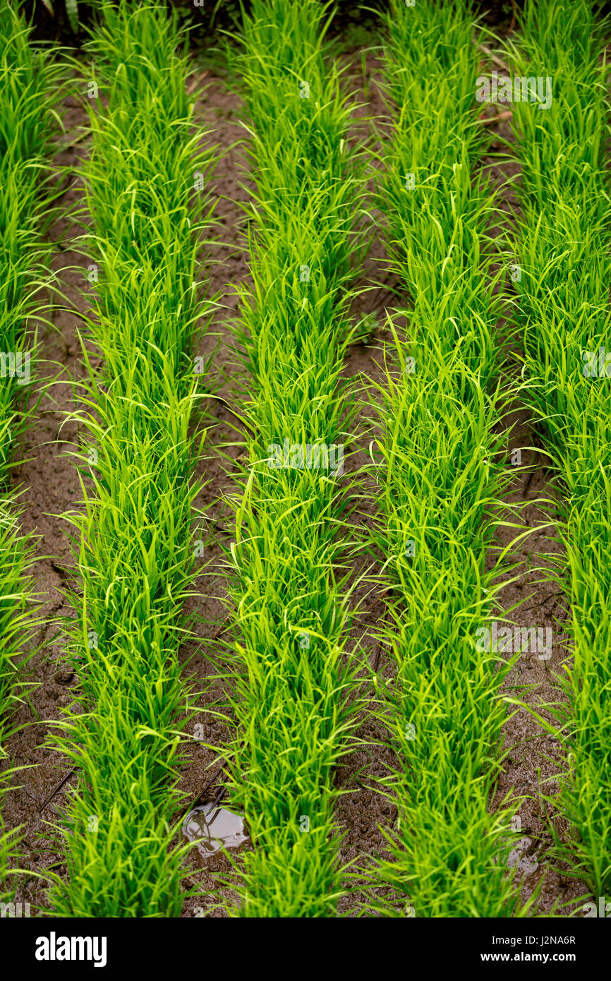 Wet rice hi-res stock photography and images - Alamy