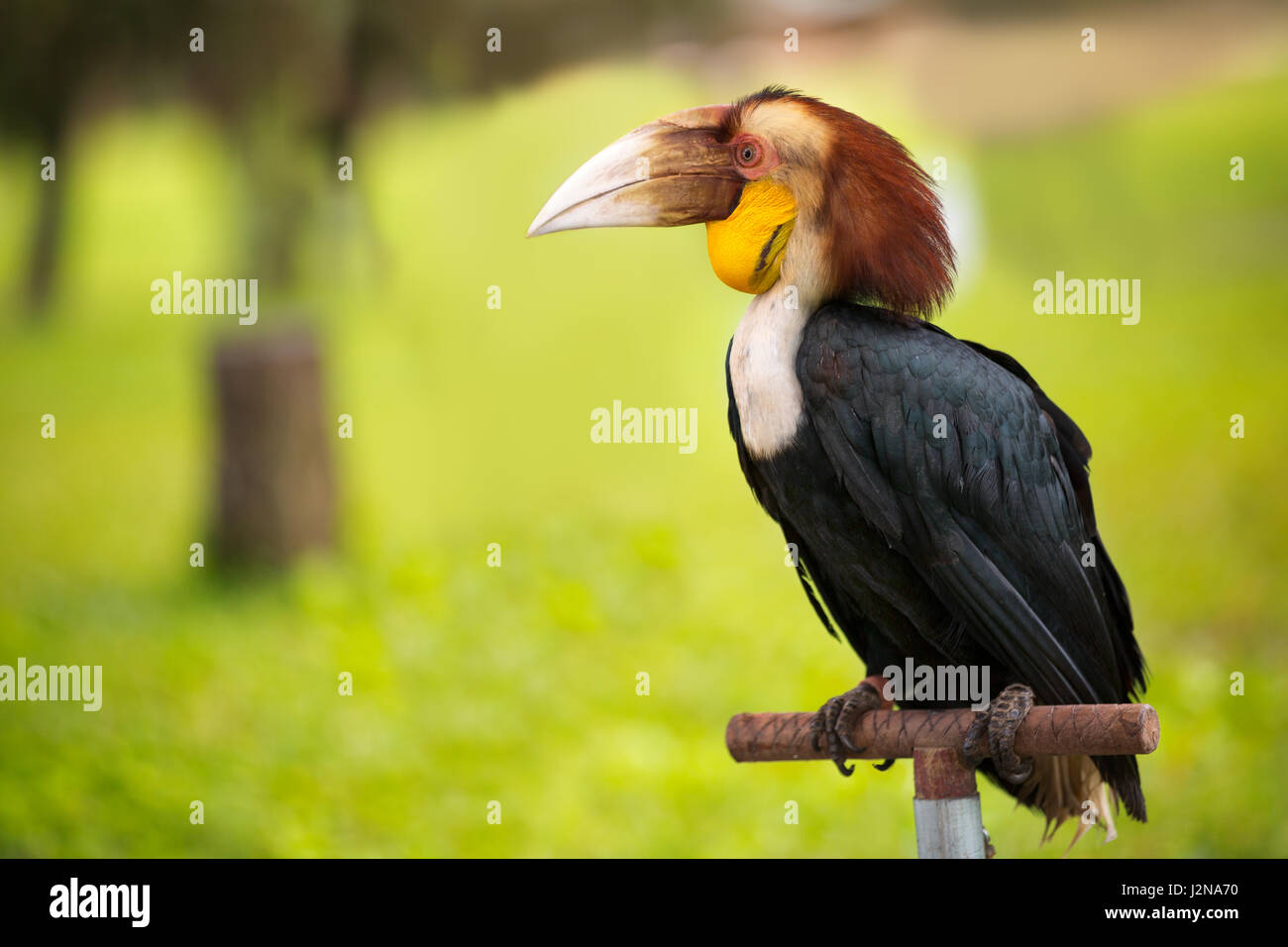 Toco Toucan (Ramphastos toco), exotic animal Stock Photo - Alamy