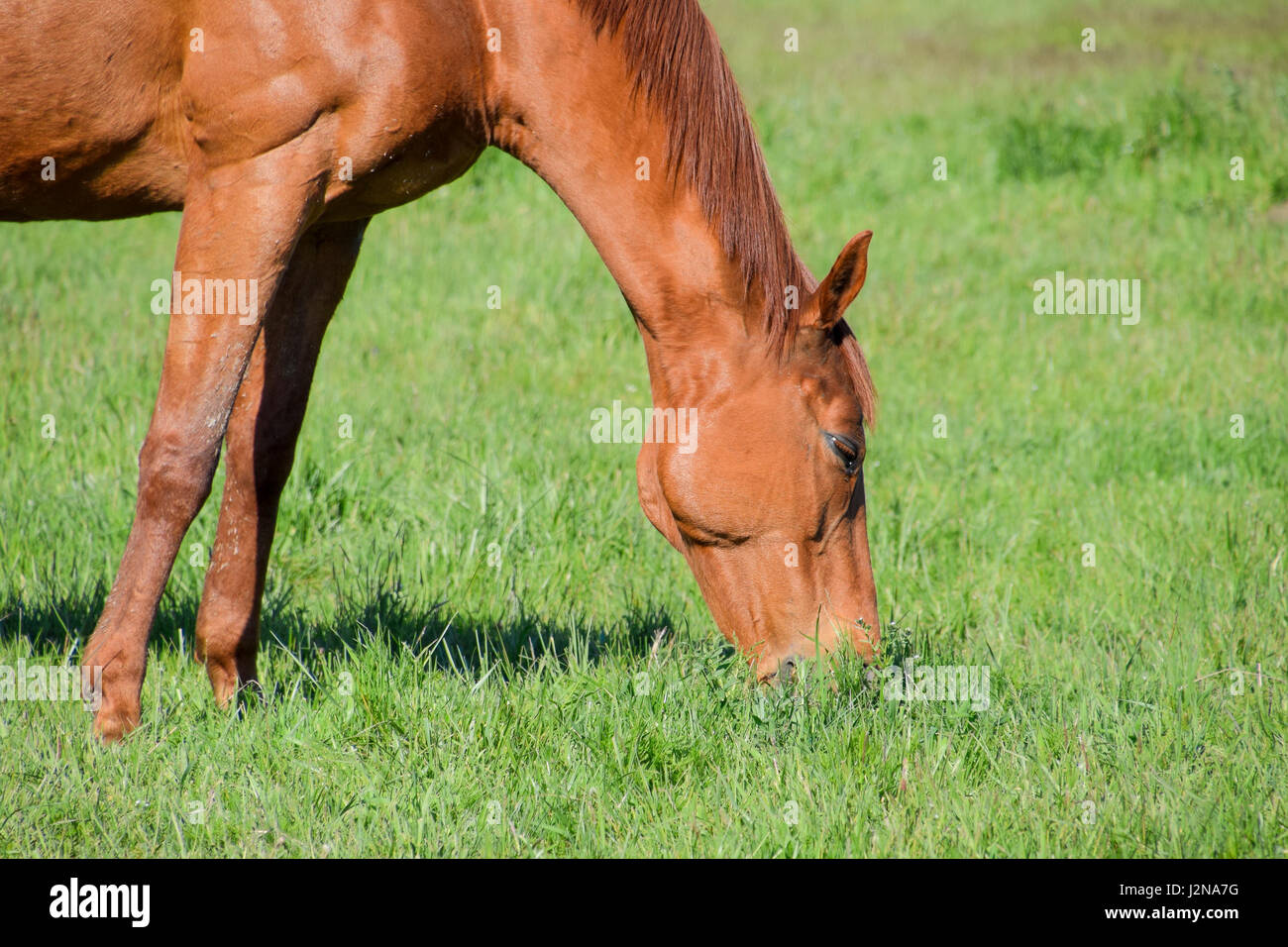 Horses graze in the pasture. Paddock horses on a horse farm. Walking ...