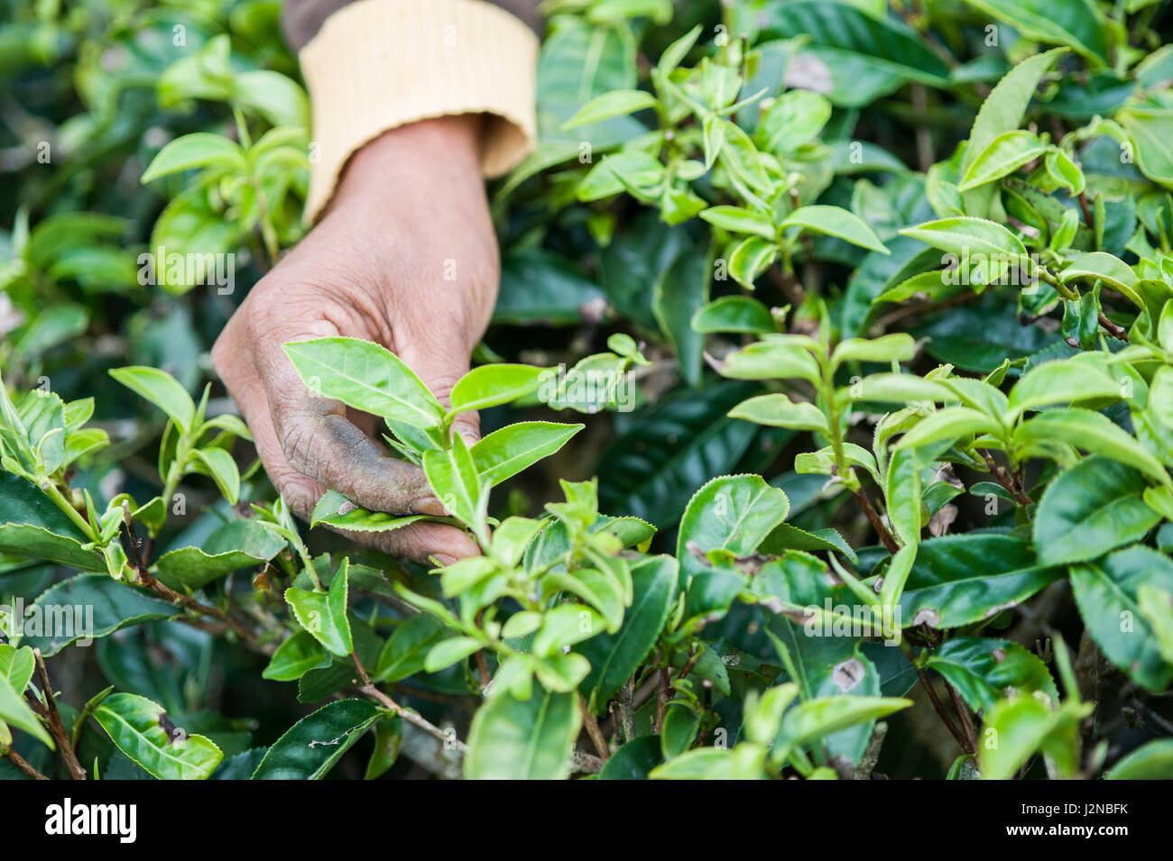 Tea harvester hi-res stock photography and images - Alamy