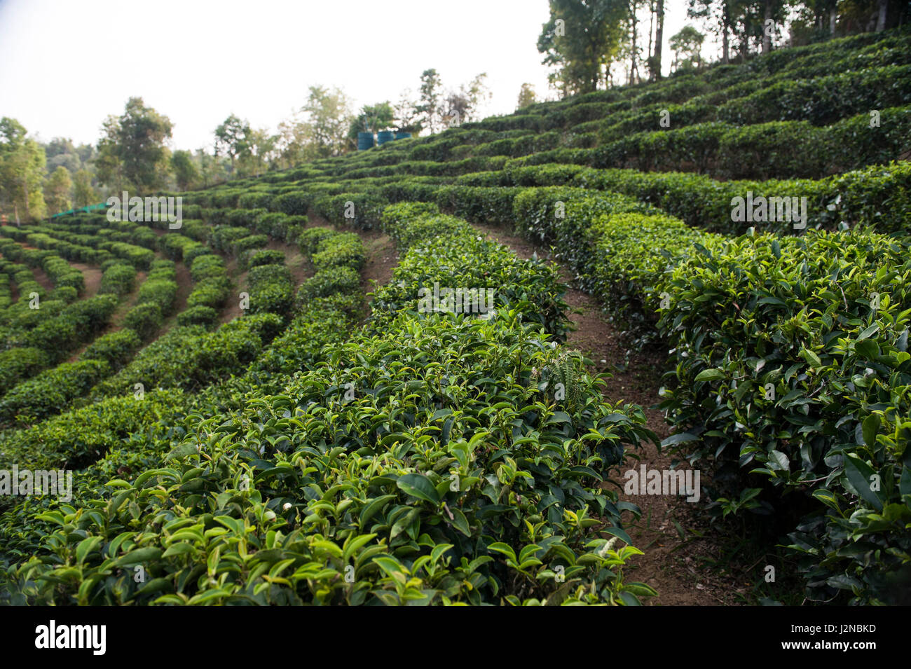 Field of tea plant Stock Photo - Alamy