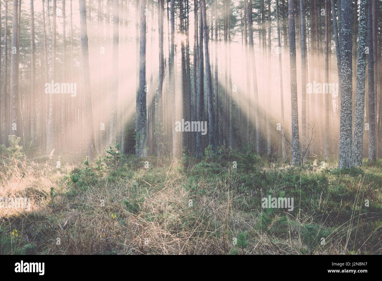 beautiful light beams in forest through trees in misty morning. Vintage ...