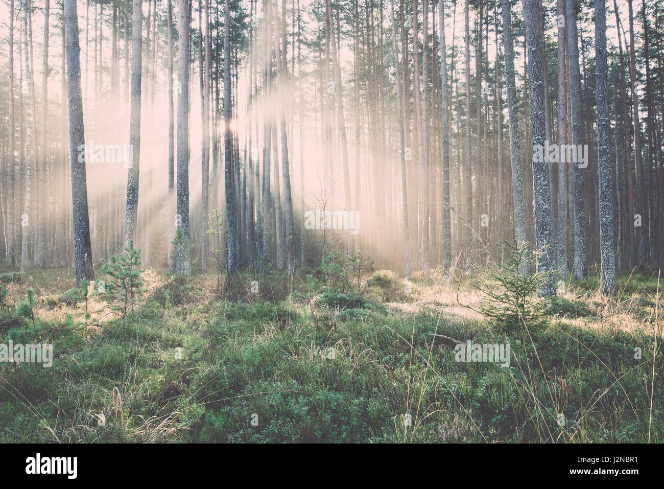 beautiful light beams in forest through trees in misty morning - retro ...