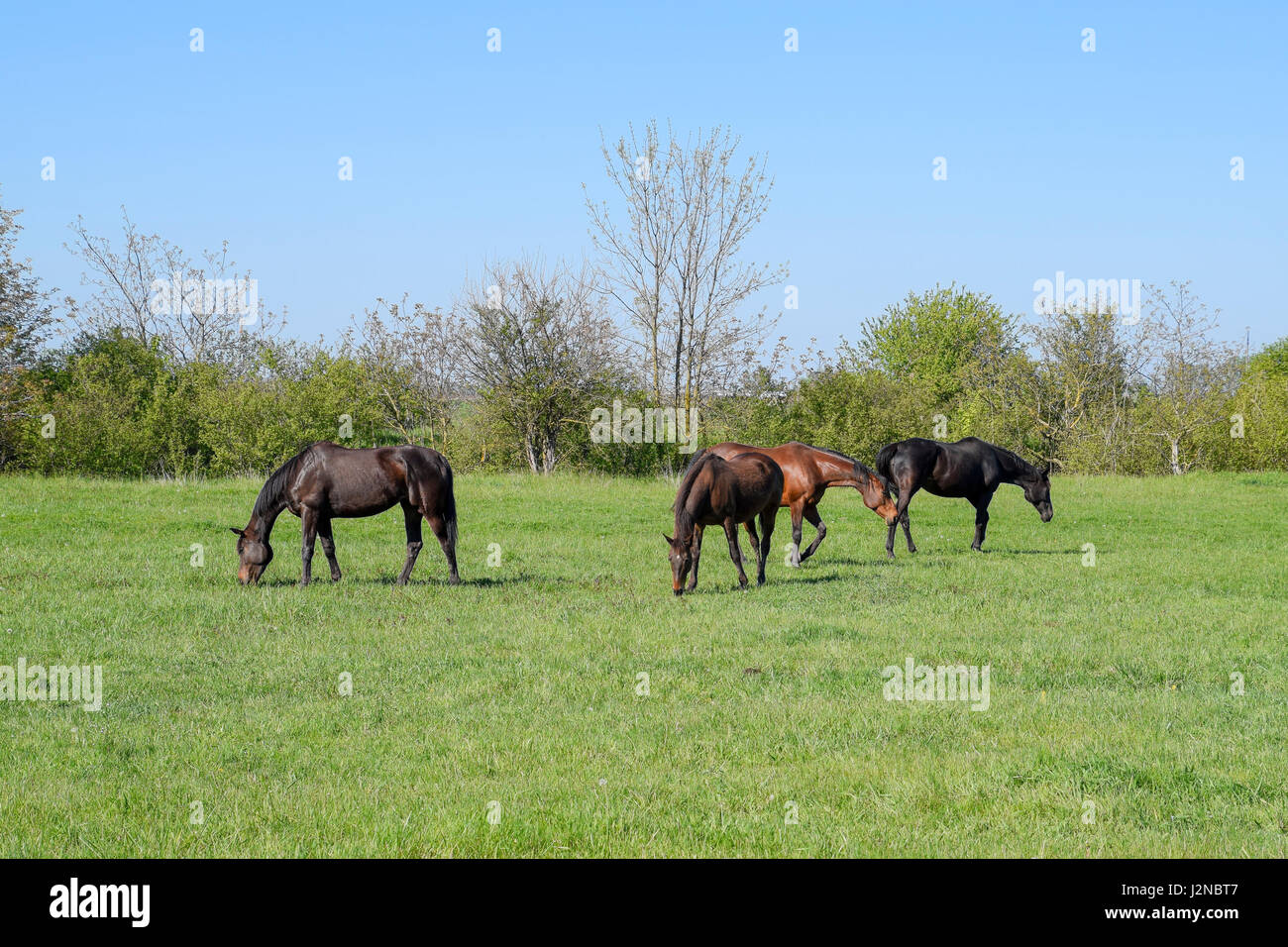 Horses graze in the pasture. Paddock horses on a horse farm. Walking ...
